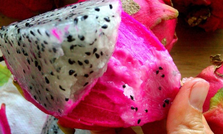 Ejder Meyvesinin Faydaları, Hangi Hastalıklara İyi Gelir? | Hayat Bilgileri