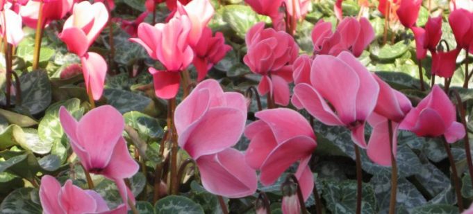 Siklamen Çiçeği Bakımı Nasıldır, Çoğaltma ve Sulama İpuçları | Hayat ...